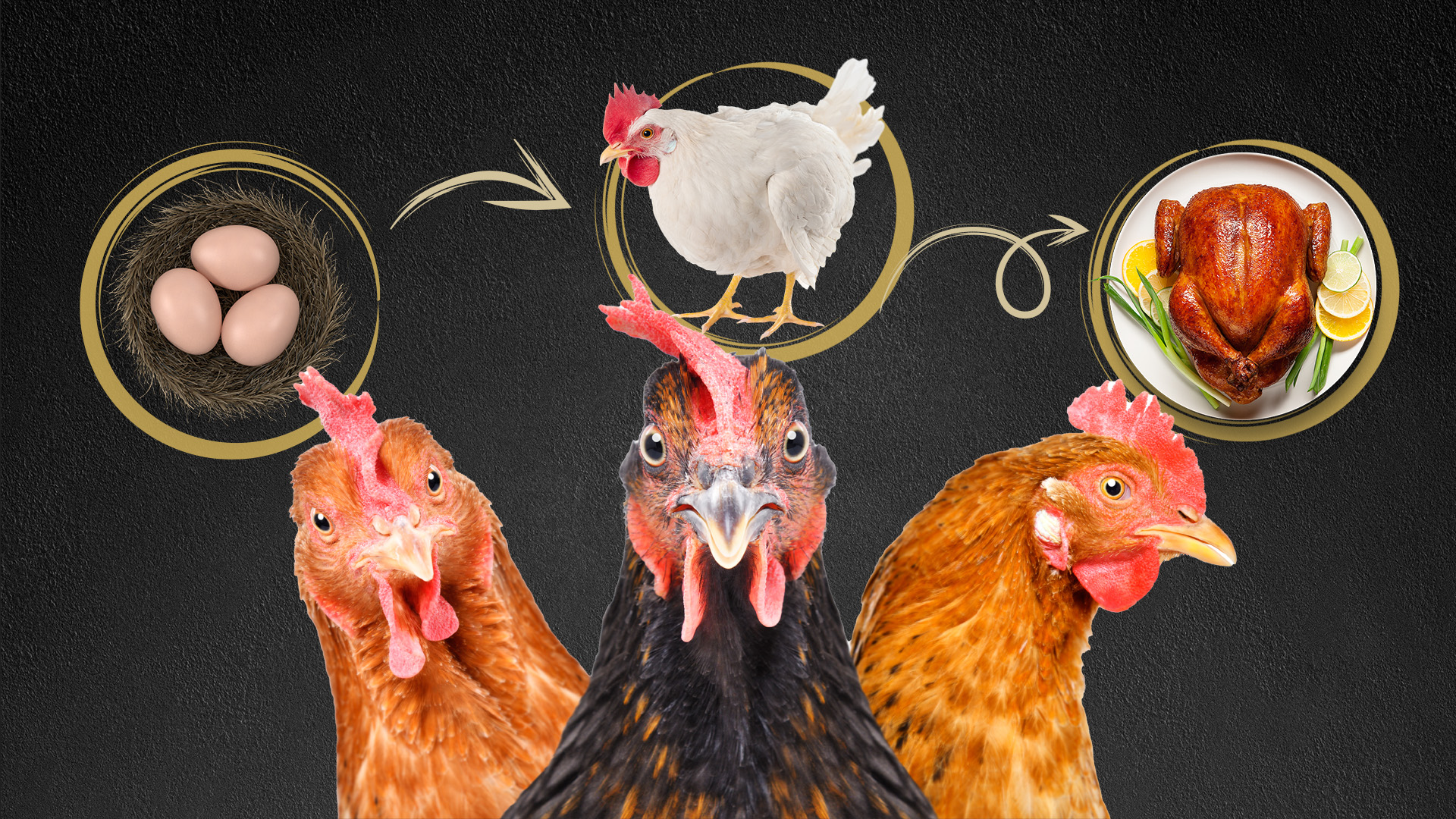 Kuku Mfalme | Interchick Tanzania