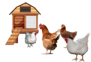 Poultry Farming in Tanzania | The Interchick Way