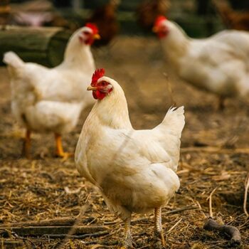 Broiler Chicken Farming | Interchick Broilers