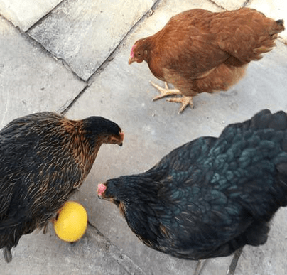 Environmental Enrichment Guidelines | Chicken Farming