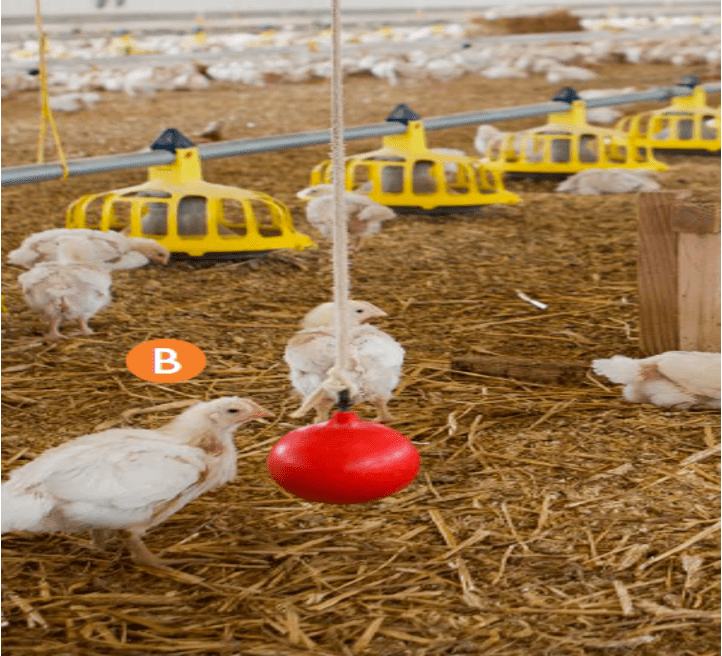 Environmental Enrichment Guidelines | Chicken Farming