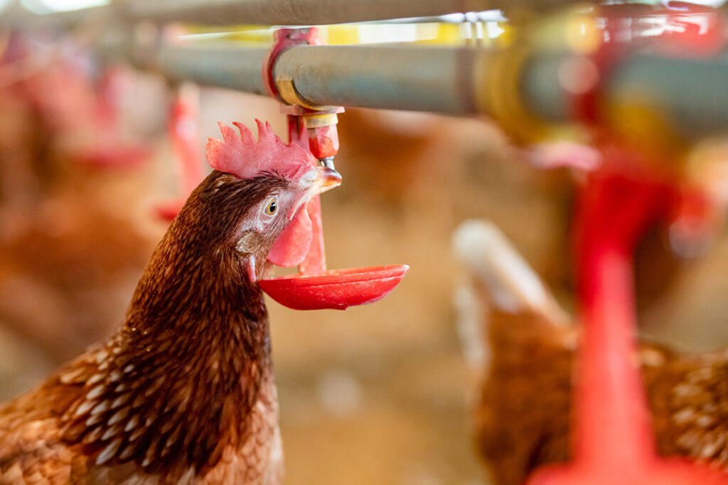 Rearing and Feeding Programme | Day Old Chicks Farming