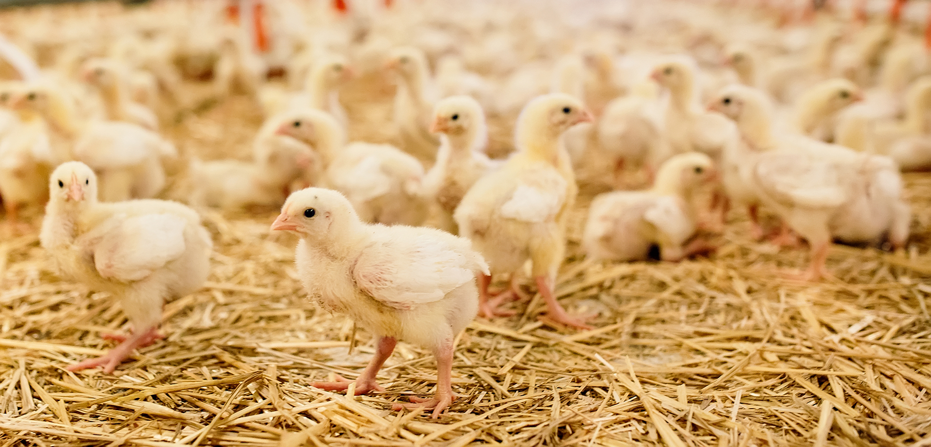 Health Management | Chicken Farming | Interchick